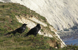 Isle of Wight Natural History and Archaeological Society » Ravens_on ...
