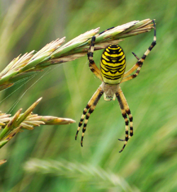 Isle of Wight Natural History and Archaeological Society » Wasp_Spider ...