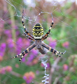 Isle of Wight Natural History and Archaeological Society » Wasp Spider © CP