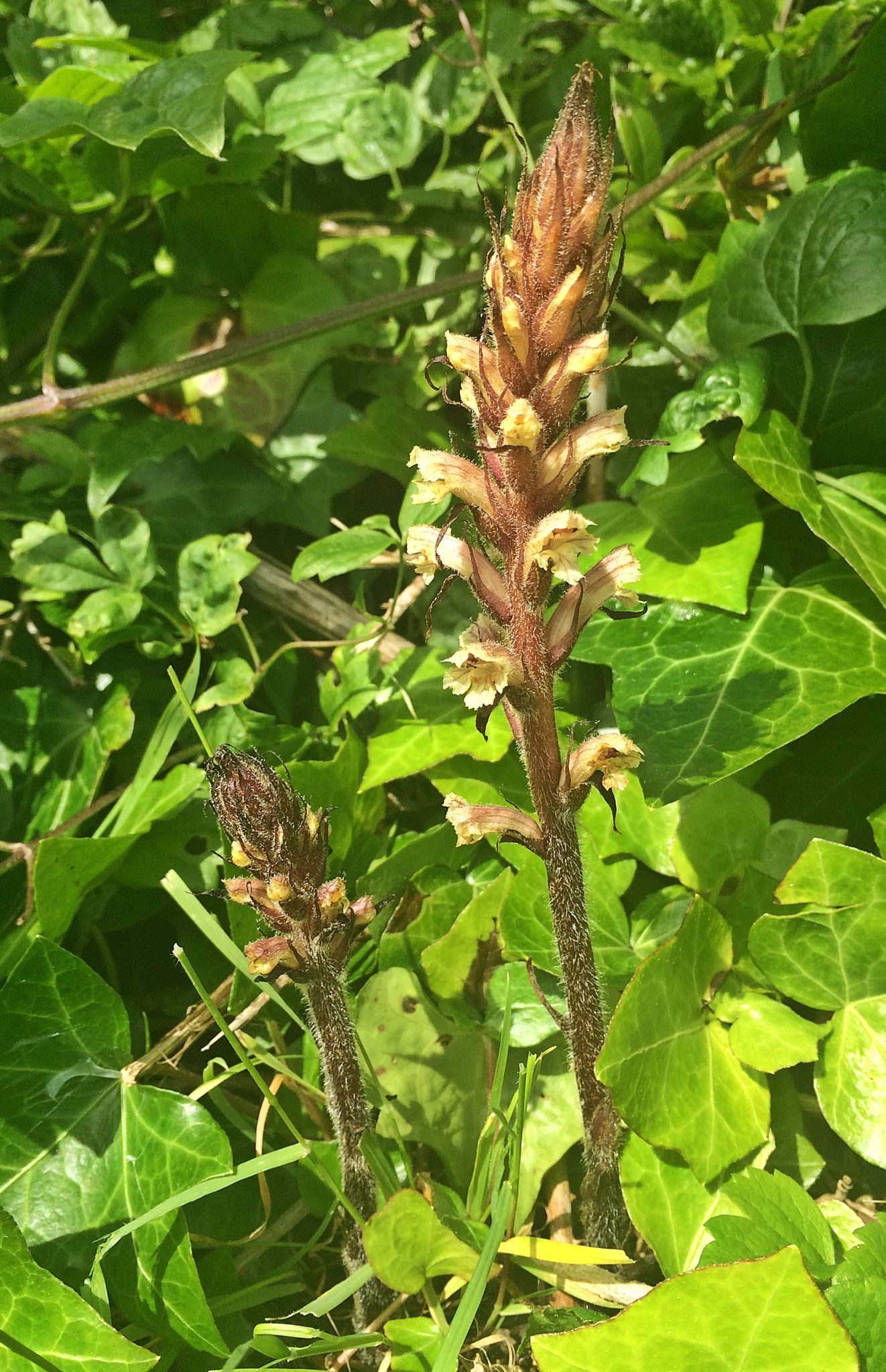 Isle of Wight Natural History and Archaeological Society » Ian Boyd ...