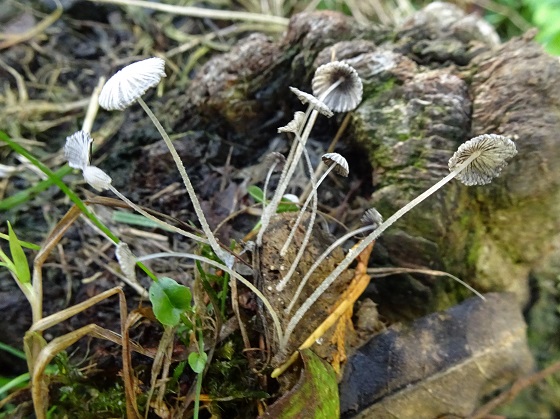 Isle of Wight Natural History and Archaeological Society » Fungi Group ...