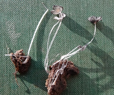 Isle of Wight Natural History and Archaeological Society » Fungi Group ...